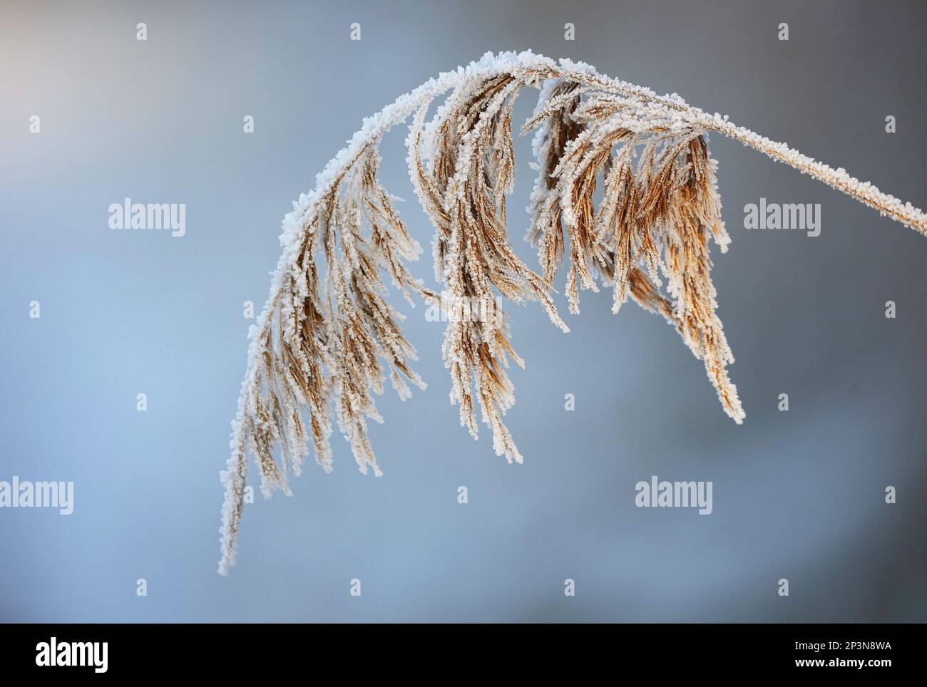 15 December 2022, Brandenburg, Fehrbellin/Ot Linum: A reed plant at the ...