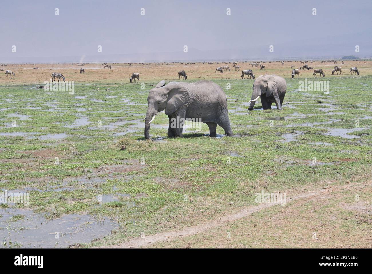 Two African elephants (Loxodonta africana) feeding in a shallow fresh ...