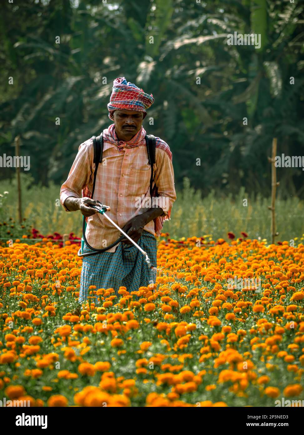 Backpack Pesticide Sprayer