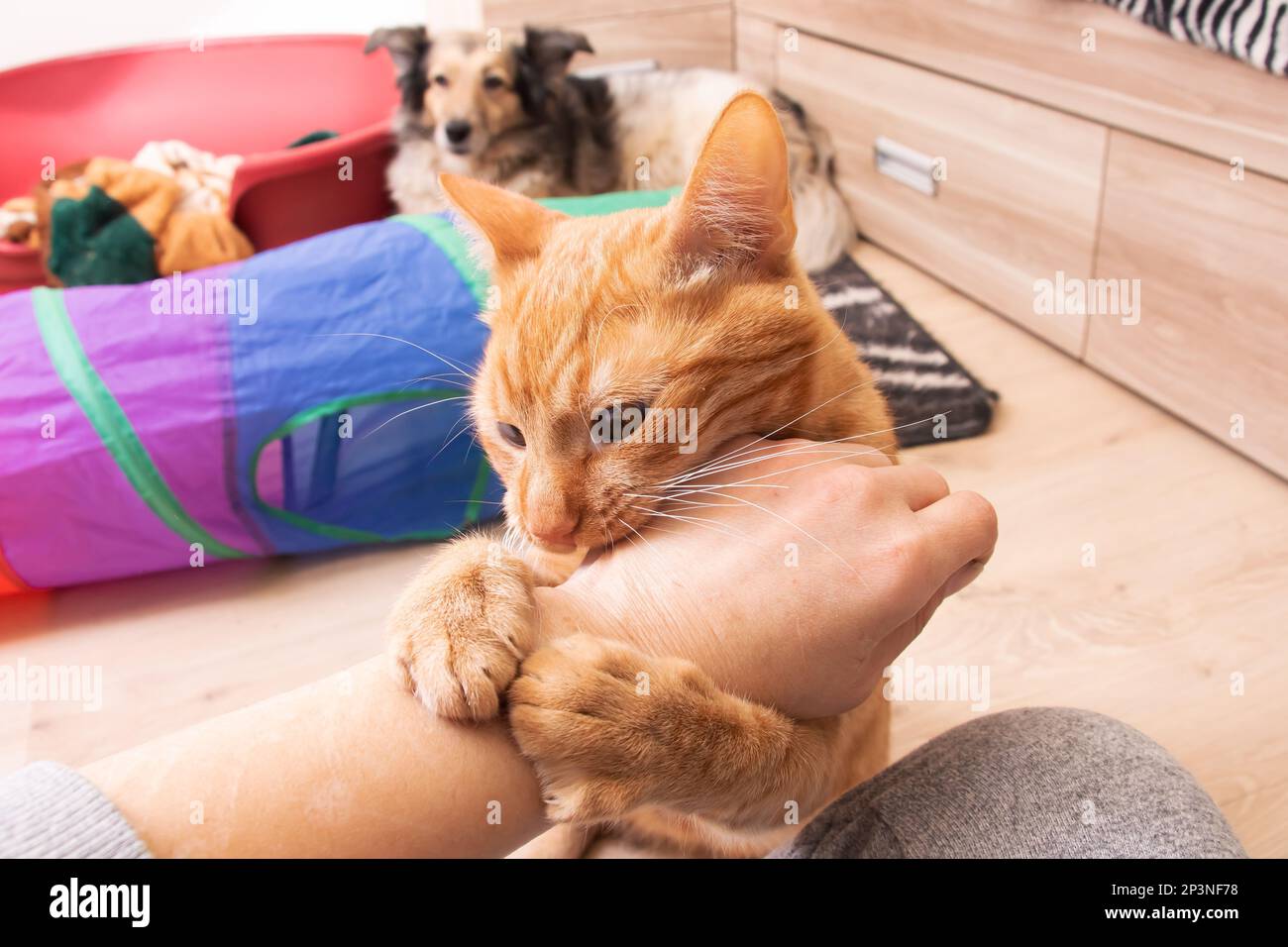 Serious bites hi-res stock photography and images - Alamy