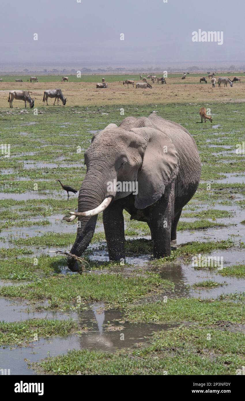 African elephant (Loxodonta africana) feeding in a shallow freshwater ...