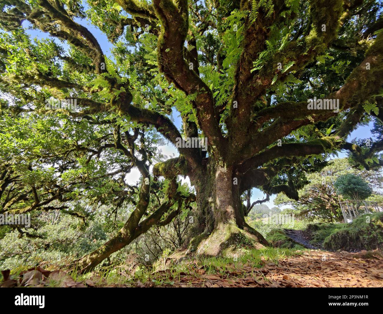 Ancient tilapia trees (Ocotea foetens), part of the Madeiran ...