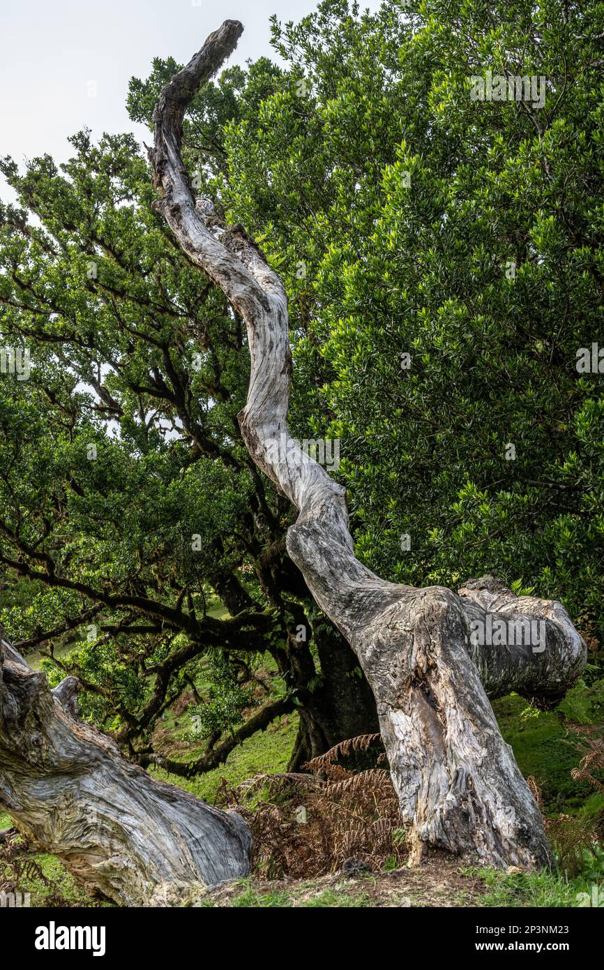 Madeiran laurel trees hi-res stock photography and images - Alamy