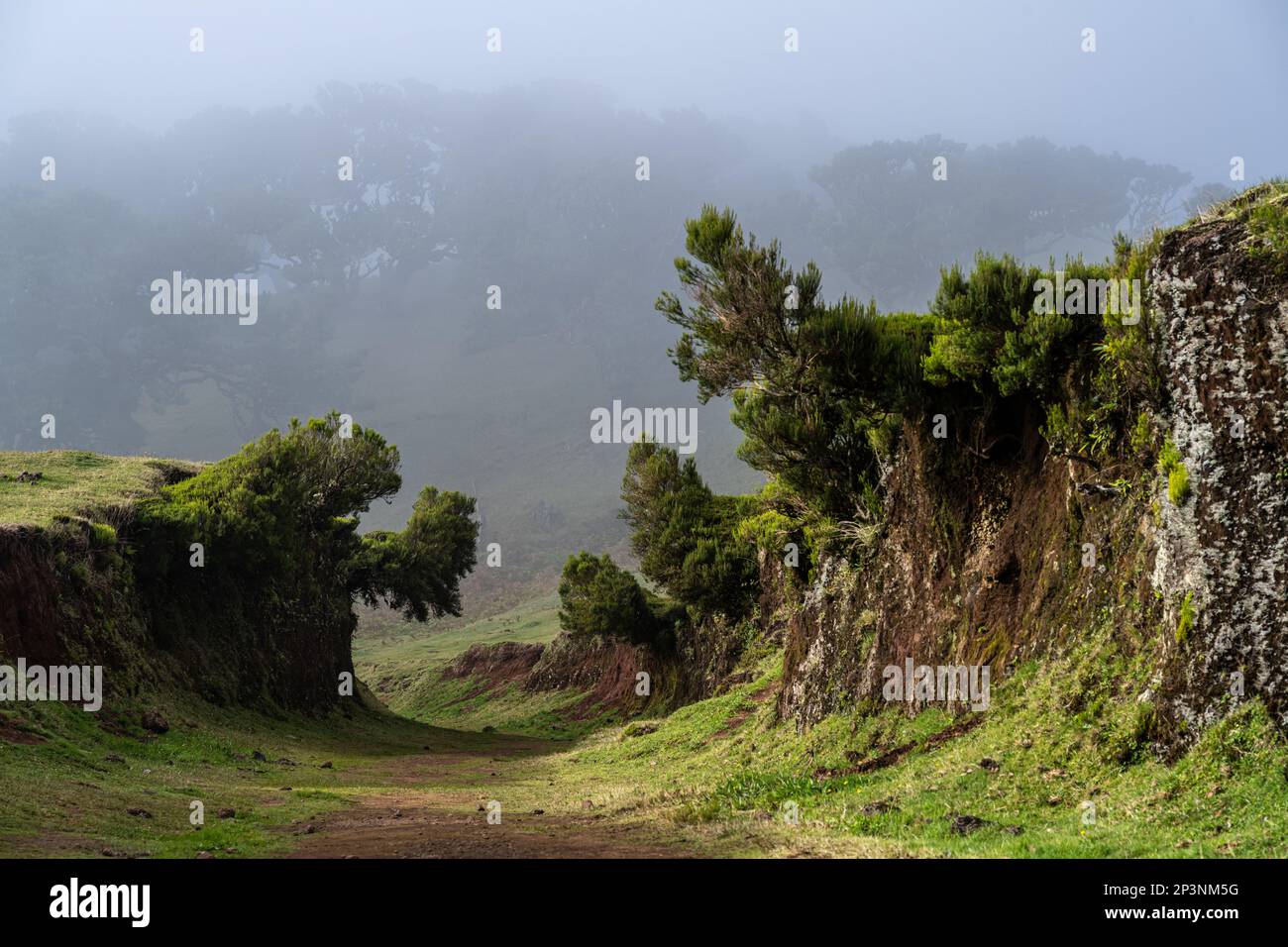 Ancient tilapia trees (Ocotea foetens), part of the Madeiran ...