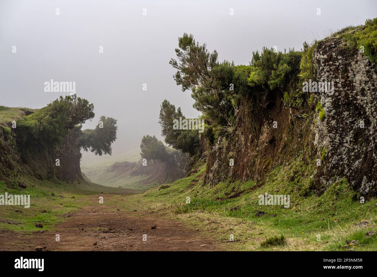 Ancient tilapia trees (Ocotea foetens), part of the Madeiran ...