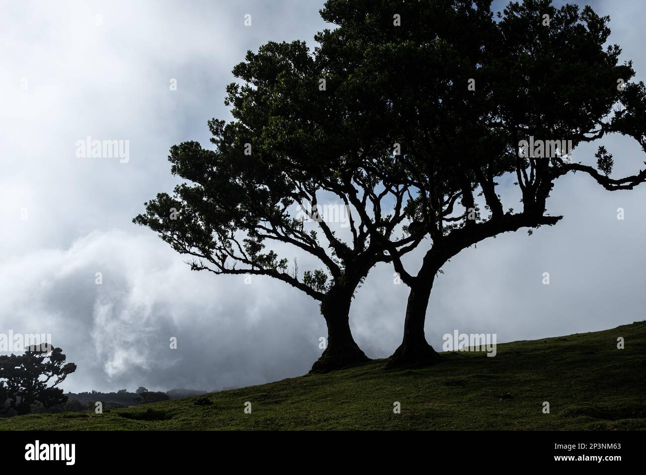 Ancient tilapia trees (Ocotea foetens), part of the Madeiran ...