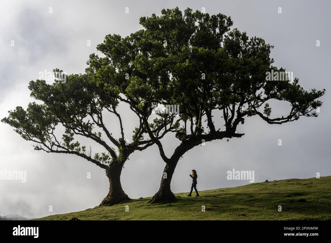 Ancient tilapia trees (Ocotea foetens), part of the Madeiran ...