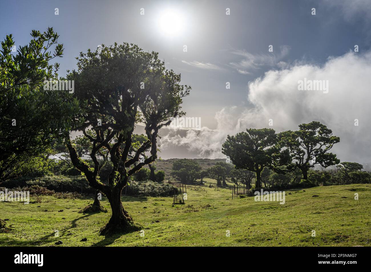Ancient tilapia trees (Ocotea foetens), part of the Madeiran ...
