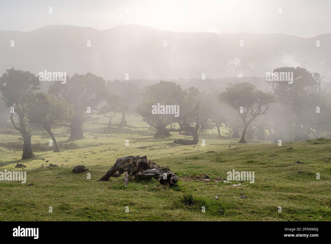 Ancient tilapia trees (Ocotea foetens), part of the Madeiran ...