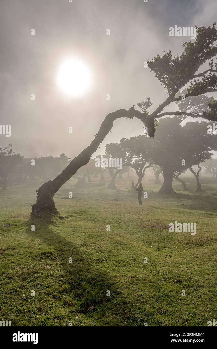 Madeiran laurel trees hi-res stock photography and images - Alamy