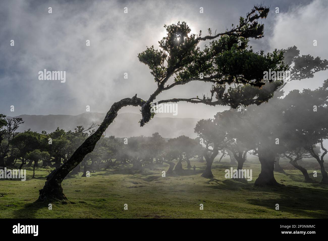 Madeiran laurel trees hi-res stock photography and images - Alamy