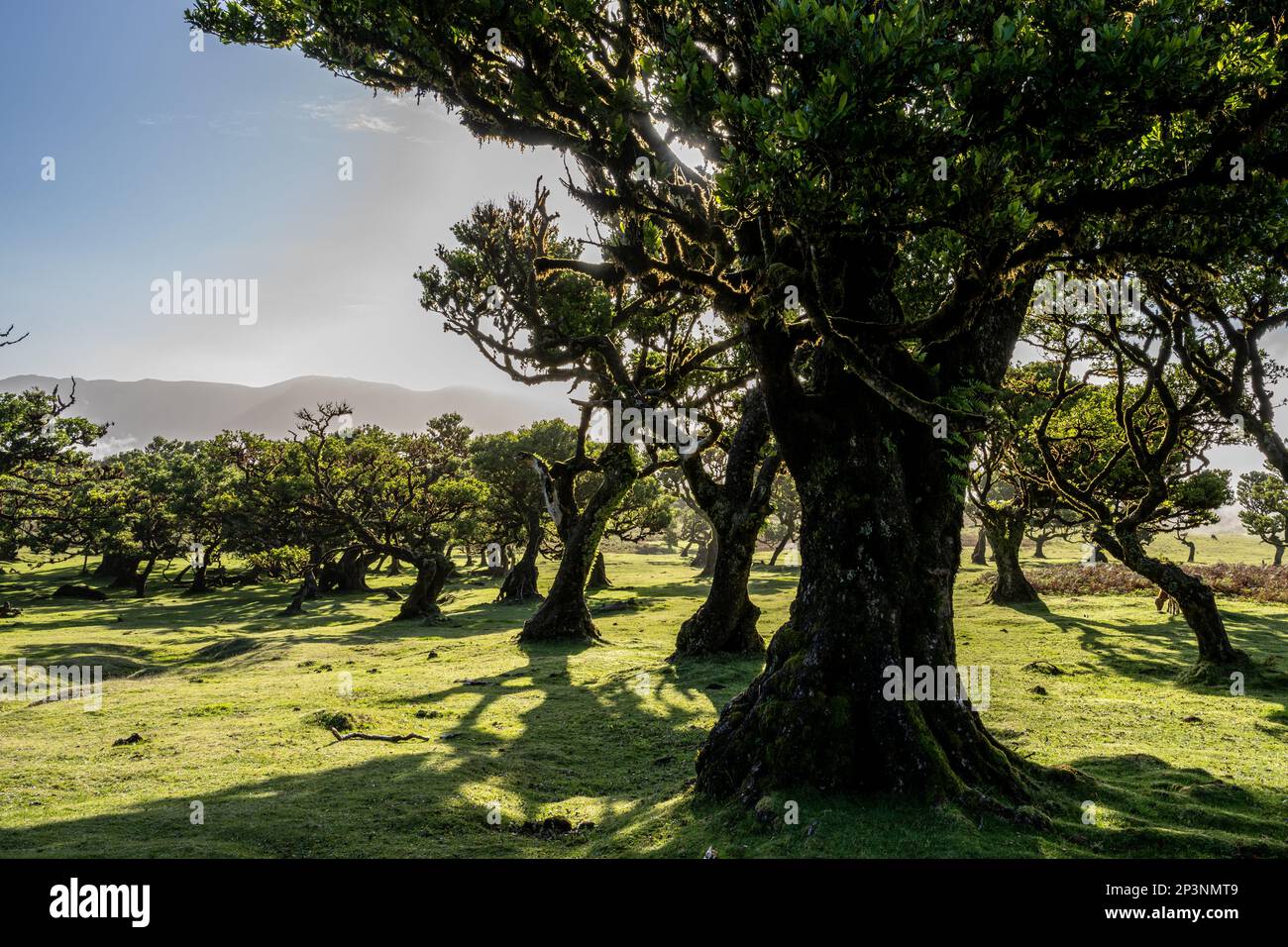 Ancient tilapia trees (Ocotea foetens), part of the Madeiran ...