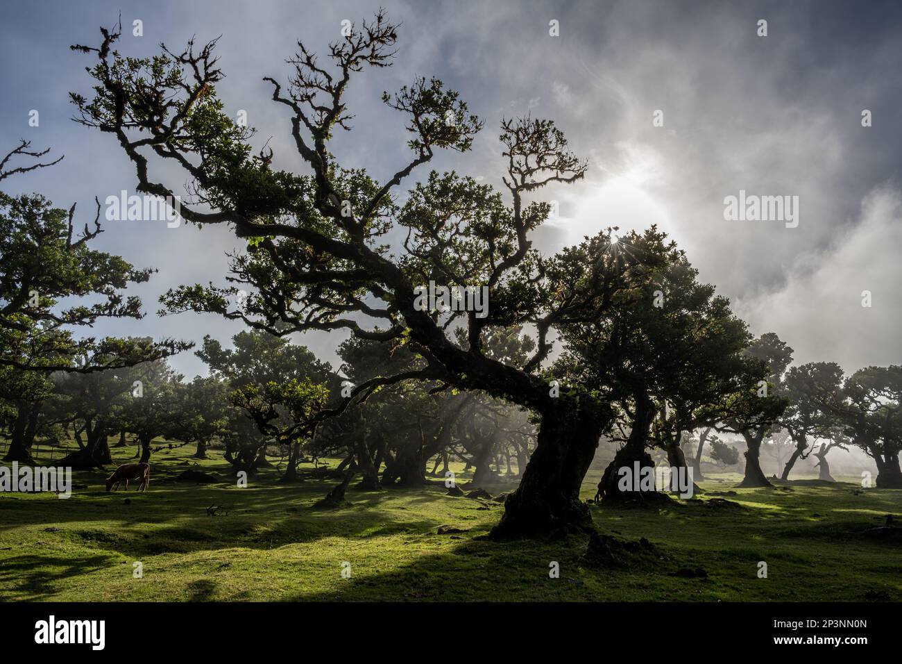 Ancient tilapia trees (Ocotea foetens), part of the Madeiran ...