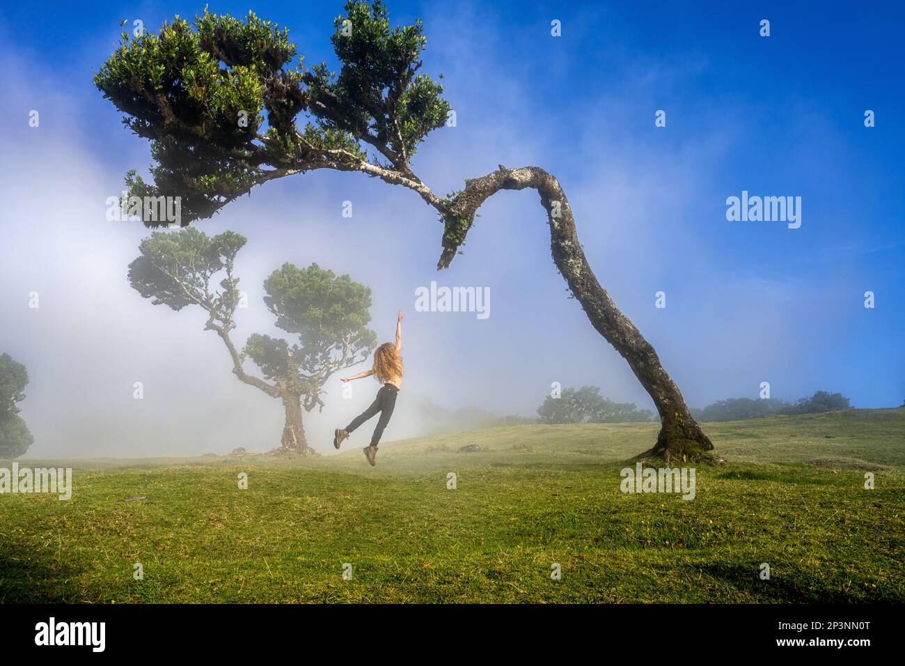 Ancient tilapia trees (Ocotea foetens), part of the Madeiran ...