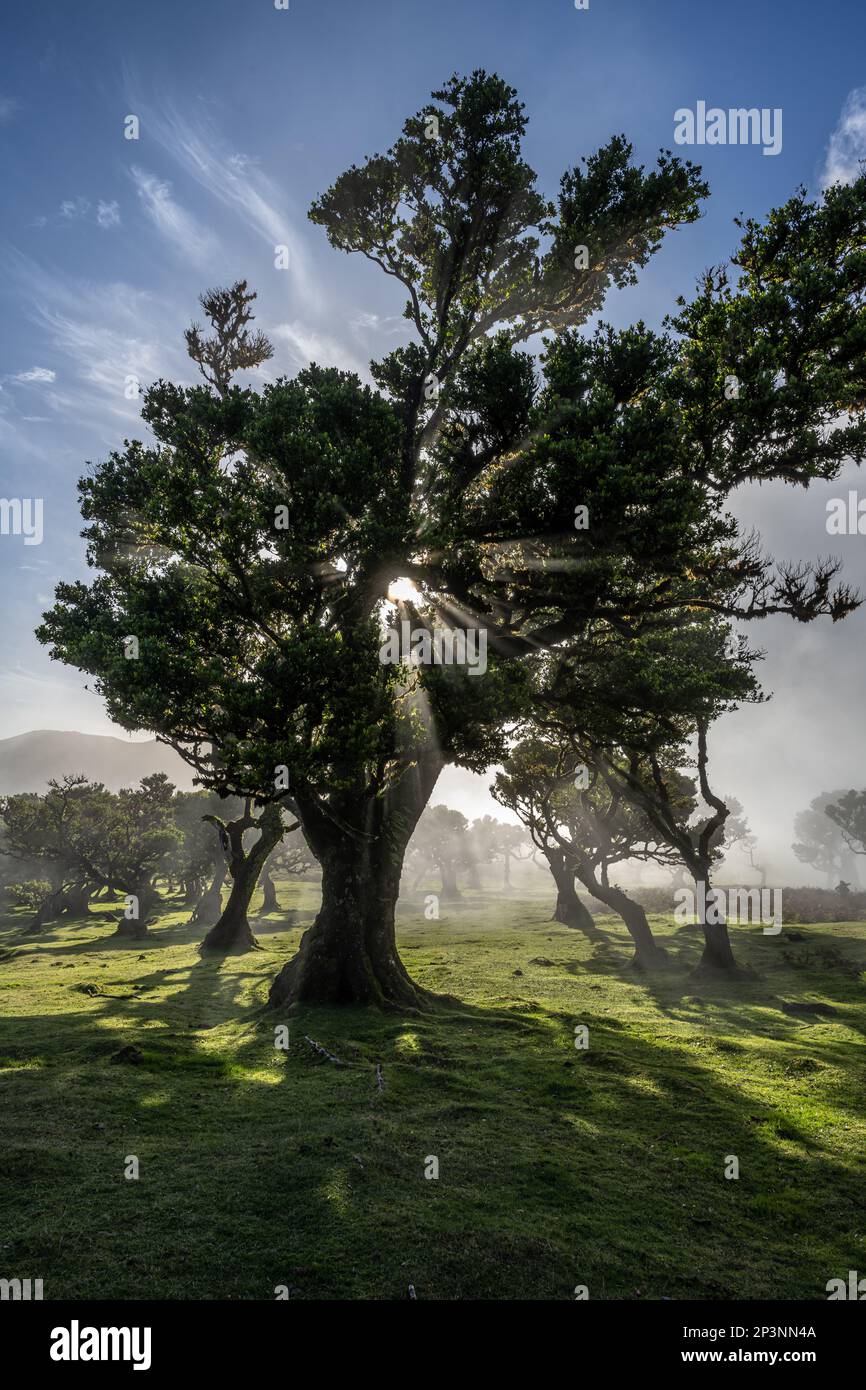 Ancient tilapia trees (Ocotea foetens), part of the Madeiran ...