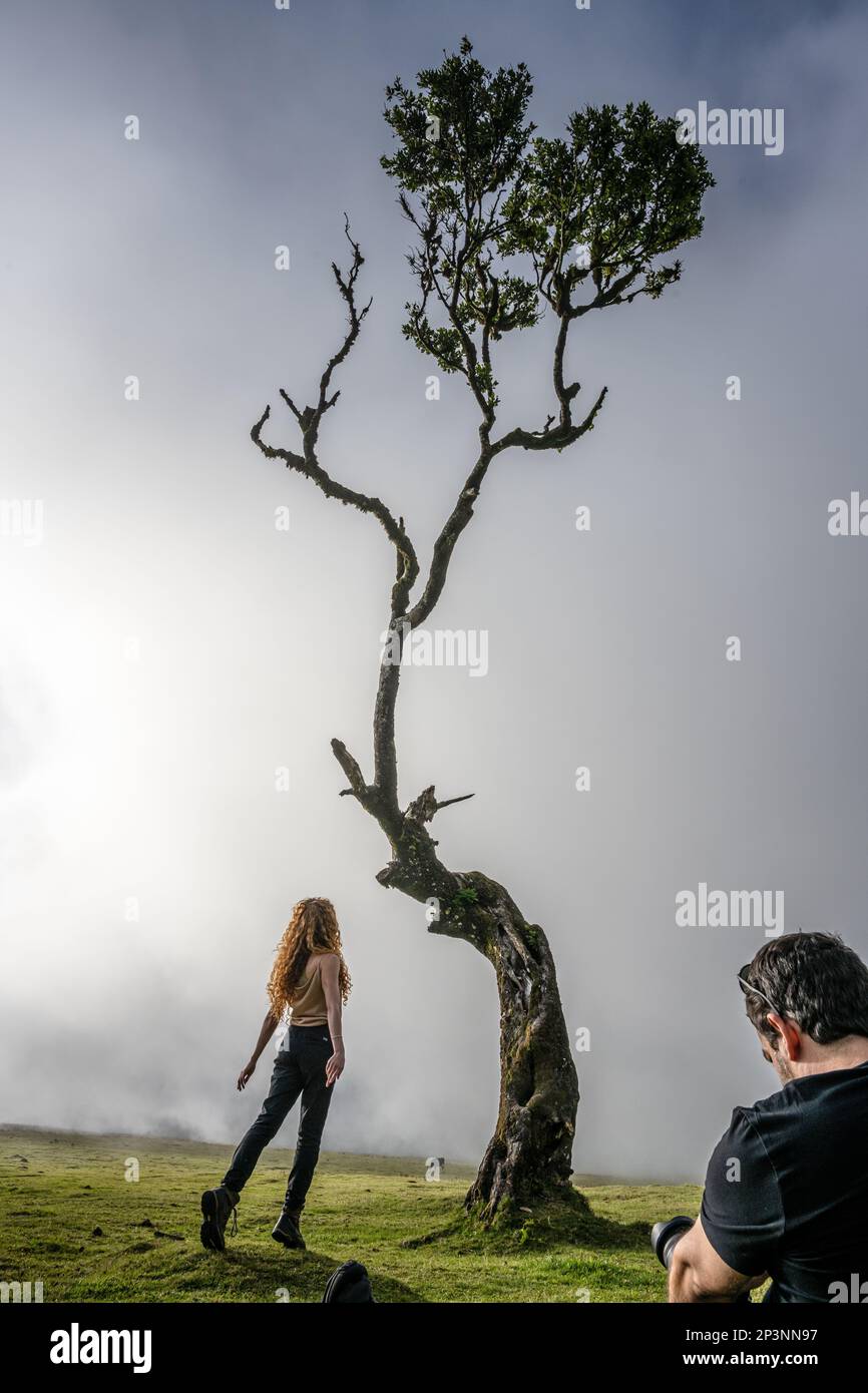 Photo shoot with Ancient tilapia trees (Ocotea foetens), part of the ...
