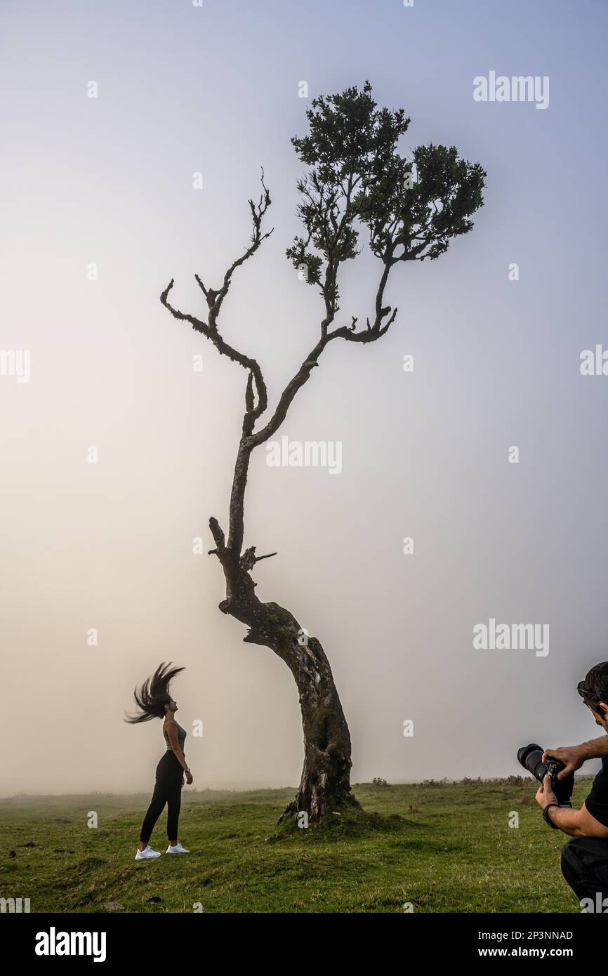 Madeiran laurel trees hi-res stock photography and images - Alamy