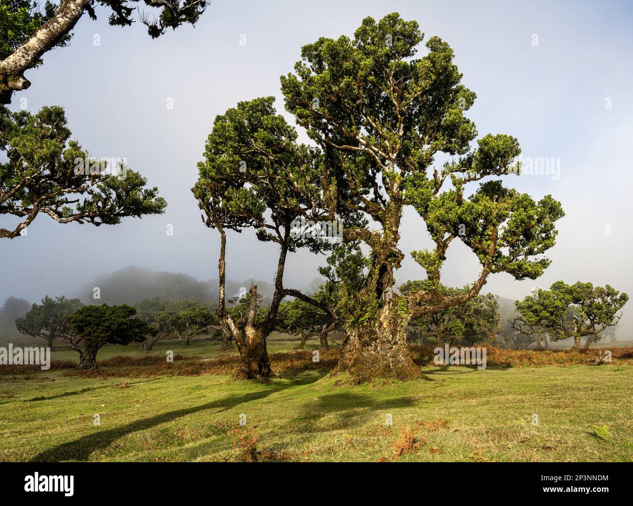Madeiran laurel trees hi-res stock photography and images - Alamy