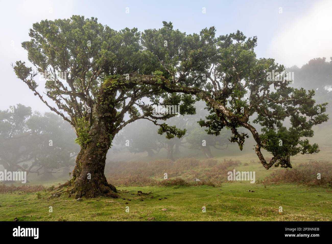 Ancient tilapia trees (Ocotea foetens), part of the Madeiran ...