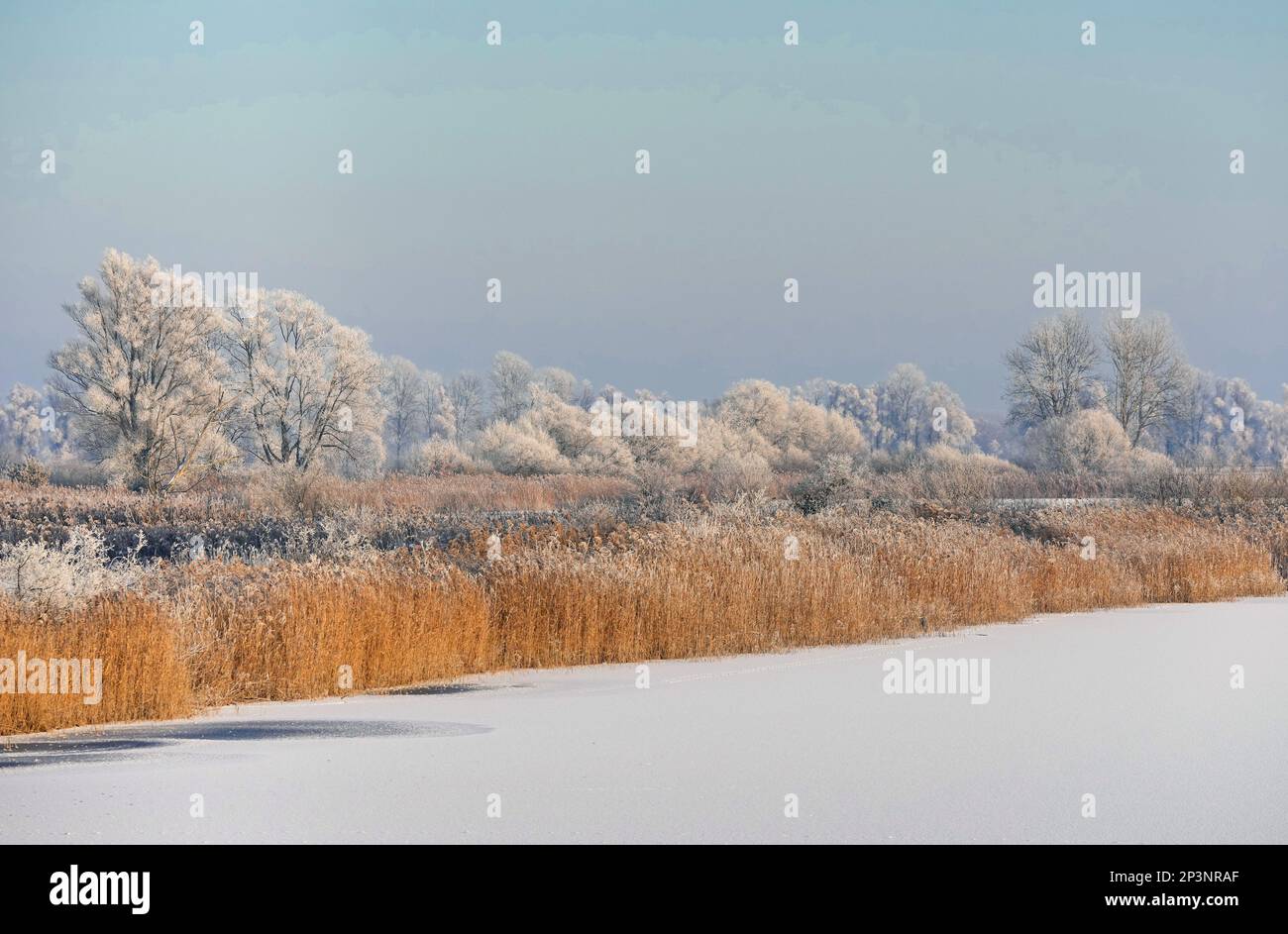 15 December 2022, Brandenburg, Fehrbellin/Ot Linum: The Linum ponds are ...