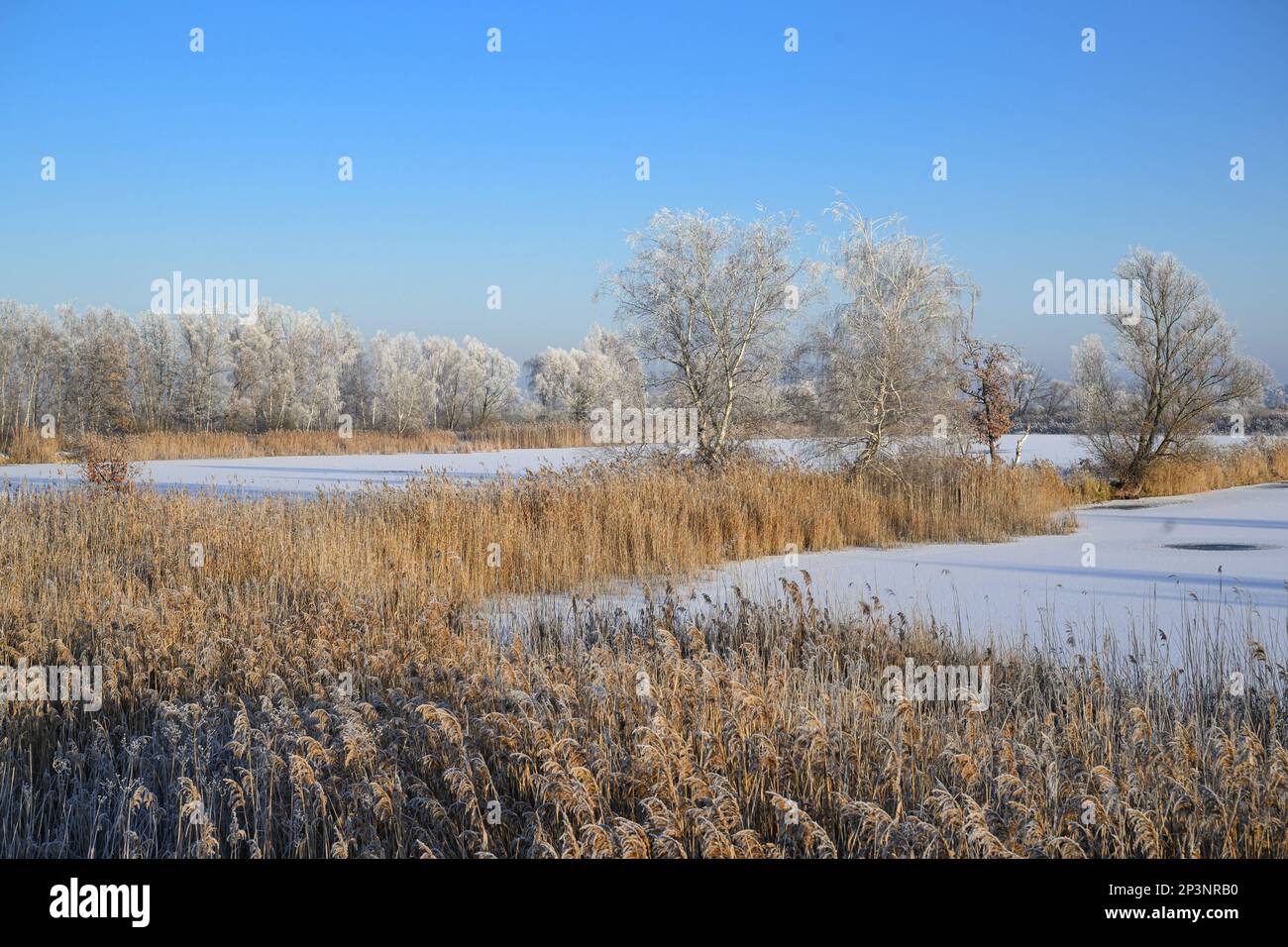 15 December 2022, Brandenburg, Fehrbellin/Ot Linum: The Linum ponds are ...