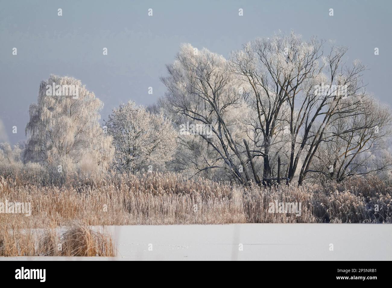 15 December 2022, Brandenburg, Fehrbellin/Ot Linum: The Linum ponds are ...