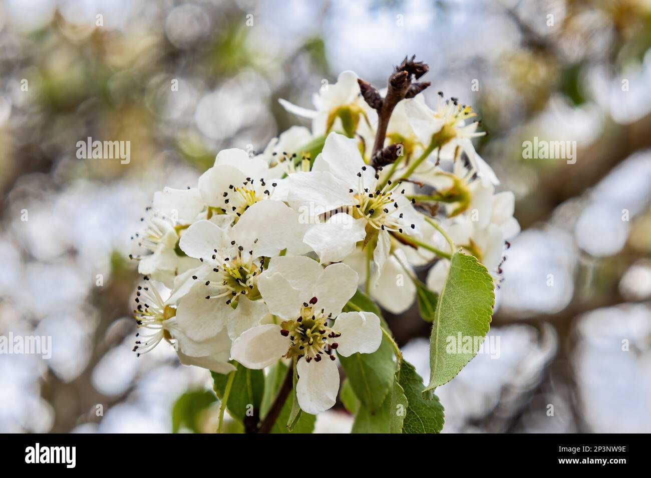 Flower of Pyrus calleryana, or the Callery pear, is a species of pear ...
