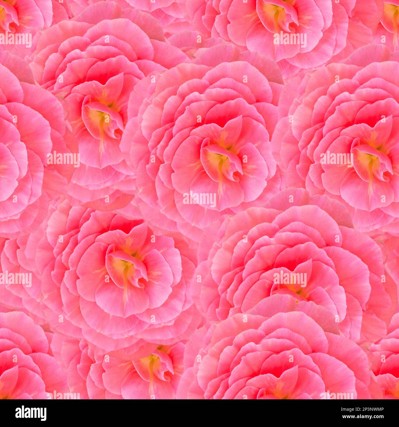 Seamless pattern with pink begonia flowers. Floral texture. Top view of ...