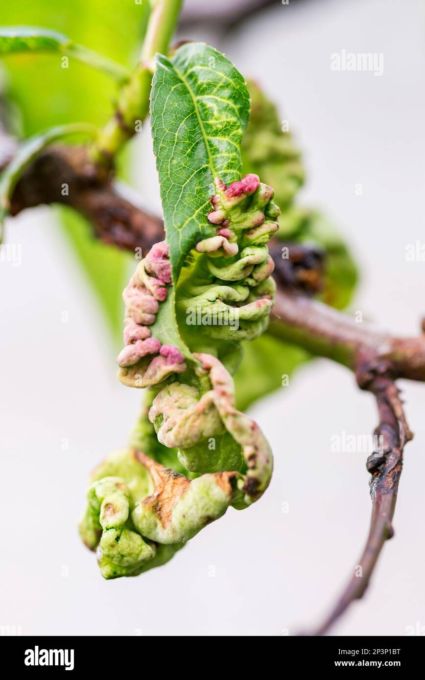 Branch of a peach tree with leaf curl caused by a fungus. Leaf disease ...