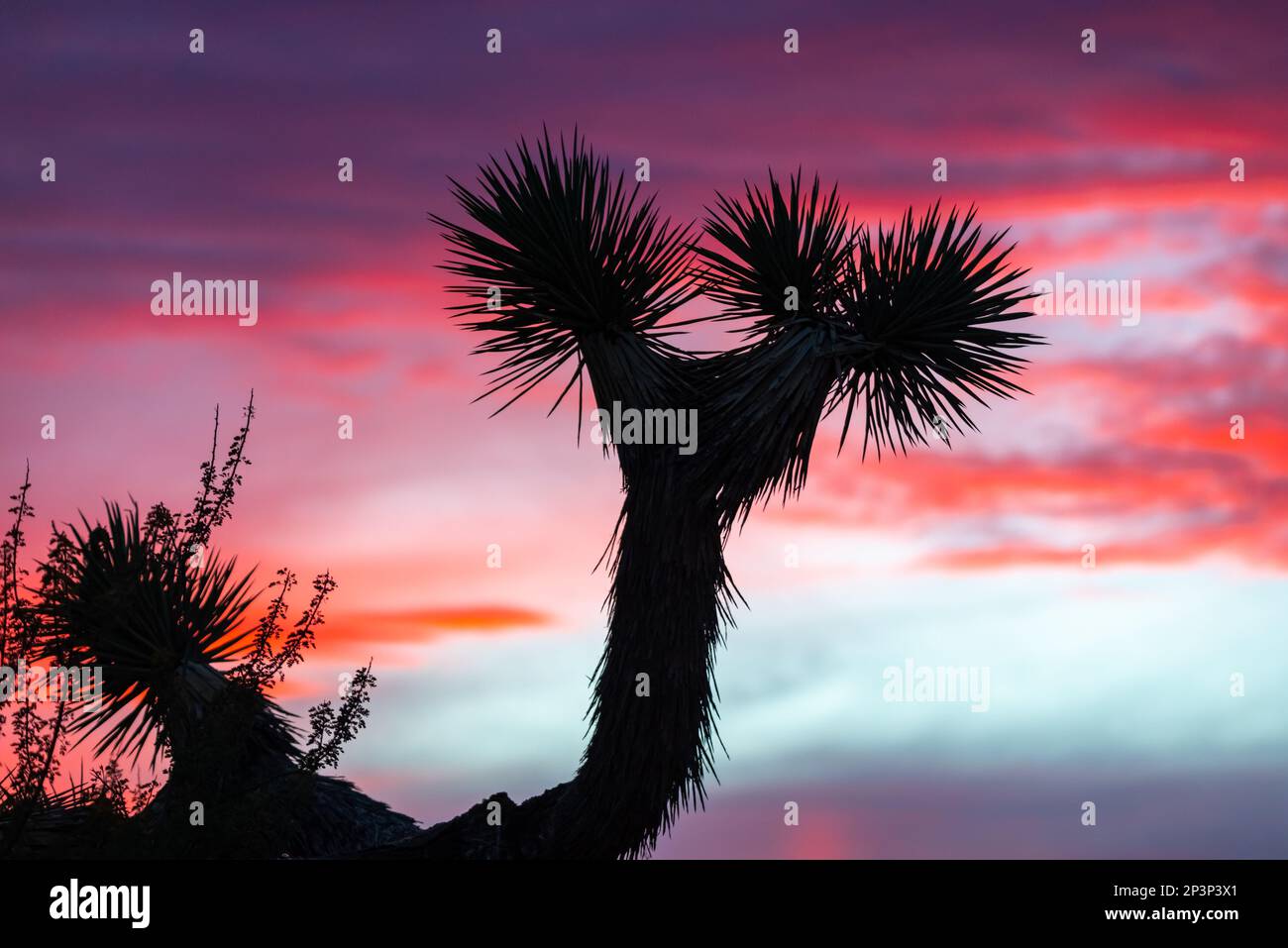 Scenery in beautiful Joshua Tree National Park with pink sky background ...