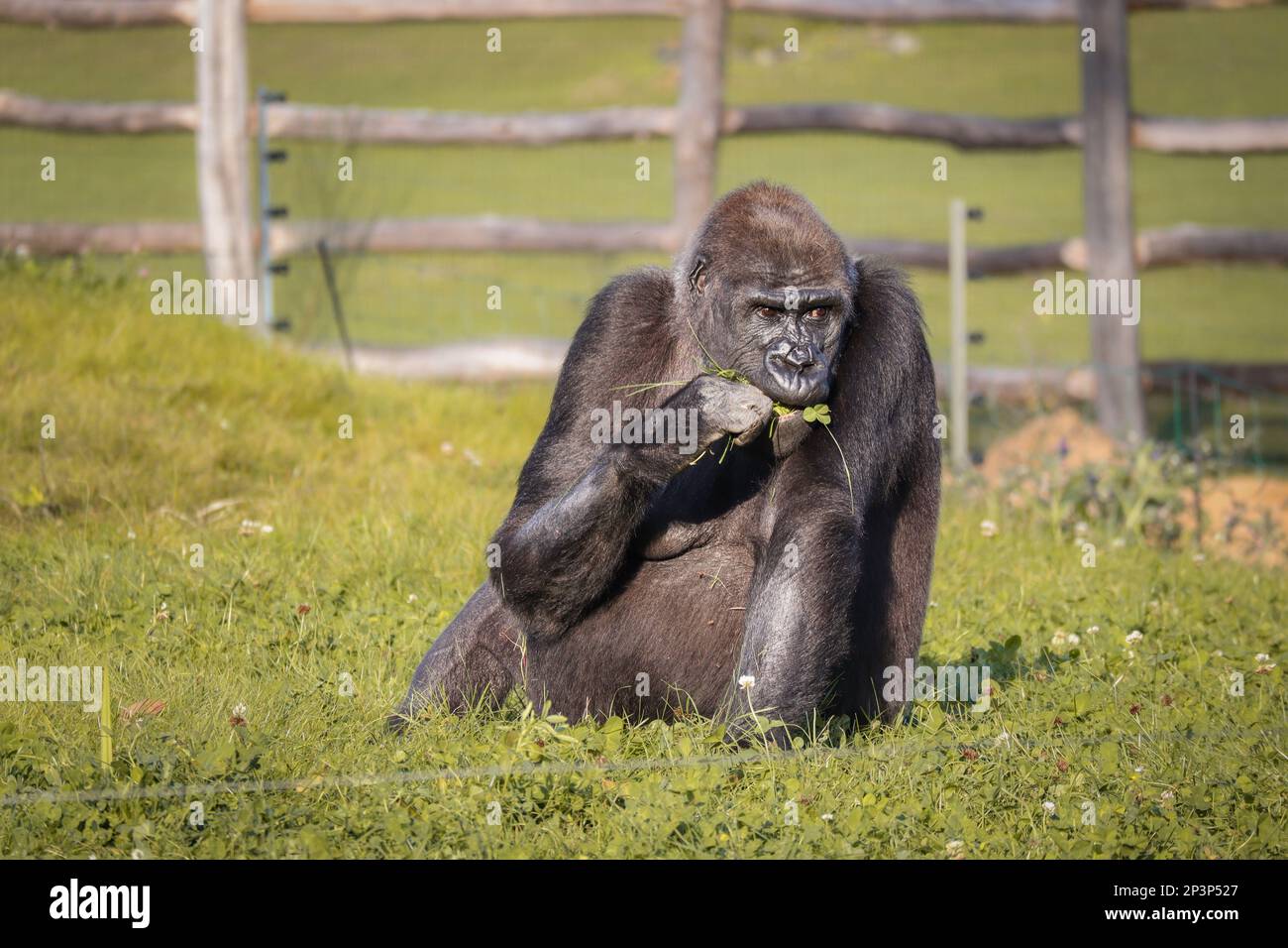 Western Lowland Gorilla Eating Grass in Zoological Garden. Critically ...
