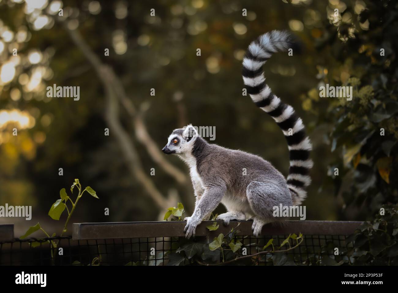 Side Portrait of Ring-Tailed Lemur in Zoo. Profile of Lemur Catta in ...