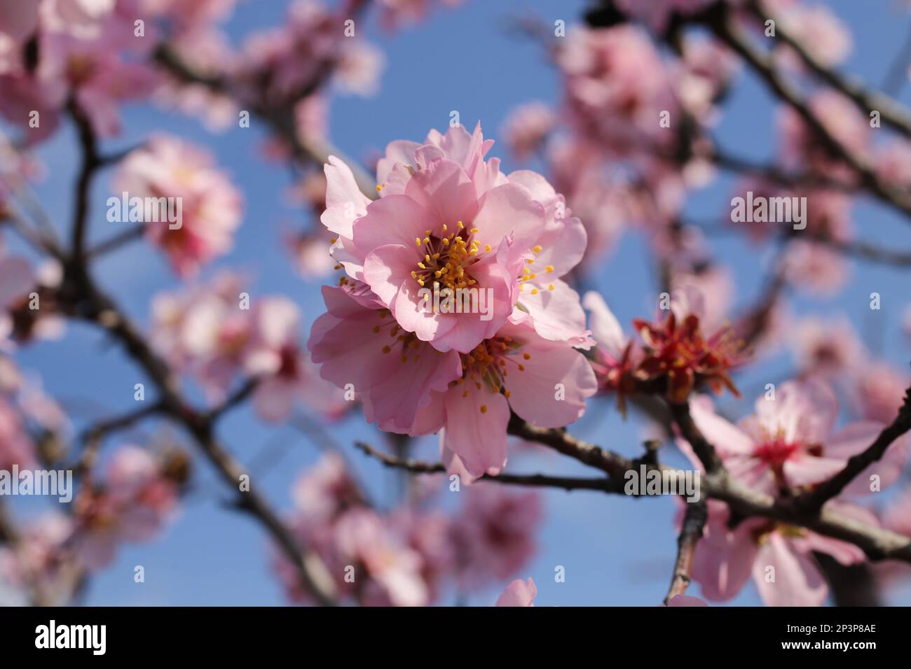 Prunus dulcis, Amygdalus communis, Almond, Rosaceae. Wild plant shot in ...