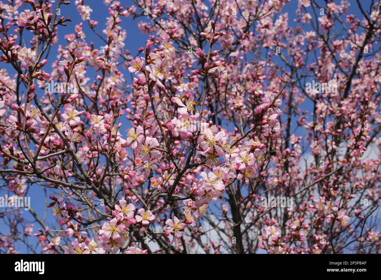 Prunus dulcis, Amygdalus communis, Almond, Rosaceae. Wild plant shot in ...
