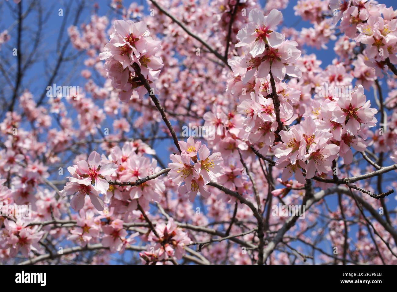 Prunus dulcis, Amygdalus communis, Almond, Rosaceae. Wild plant shot in ...