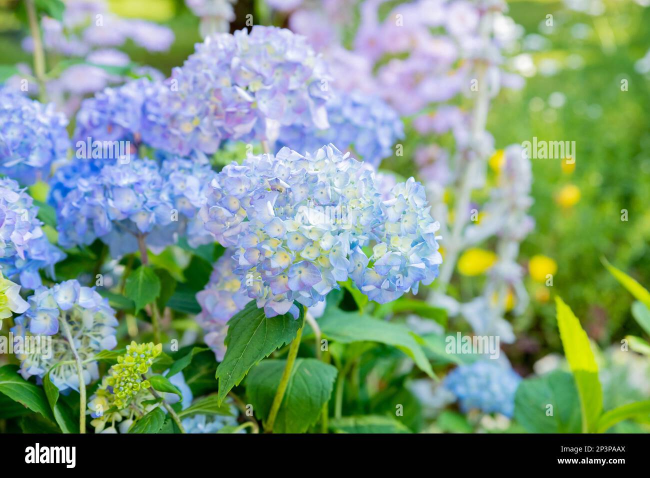 Hydrangea changeable large-leaved Garden French wild-growing bush ...