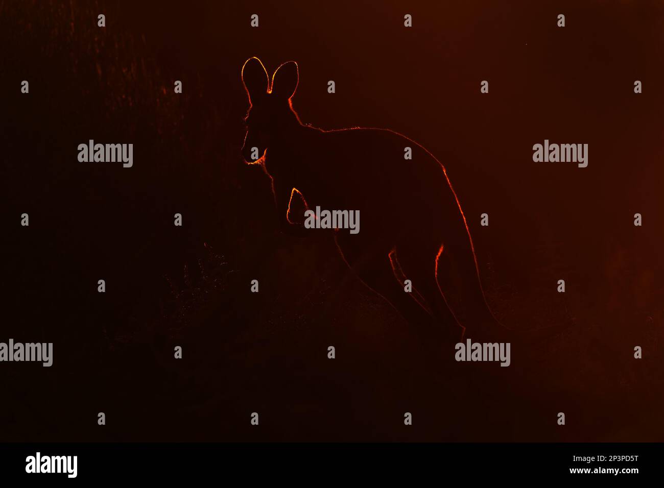 Common Wallaroo - Osphranter robustus also called euro or hill wallaroo ...