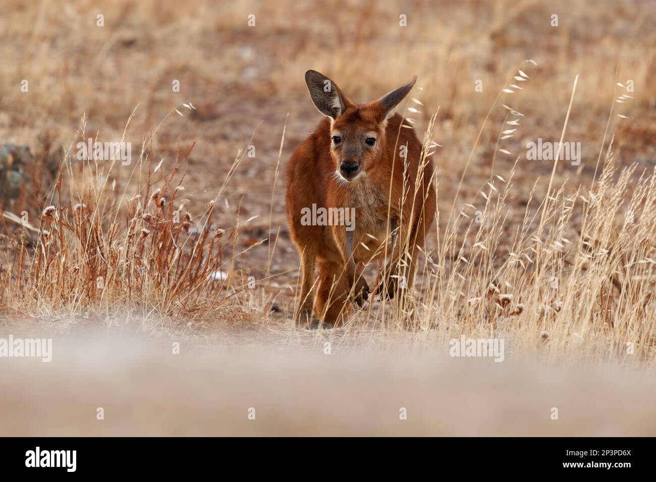 Common Wallaroo - Osphranter robustus also called euro or hill wallaroo ...