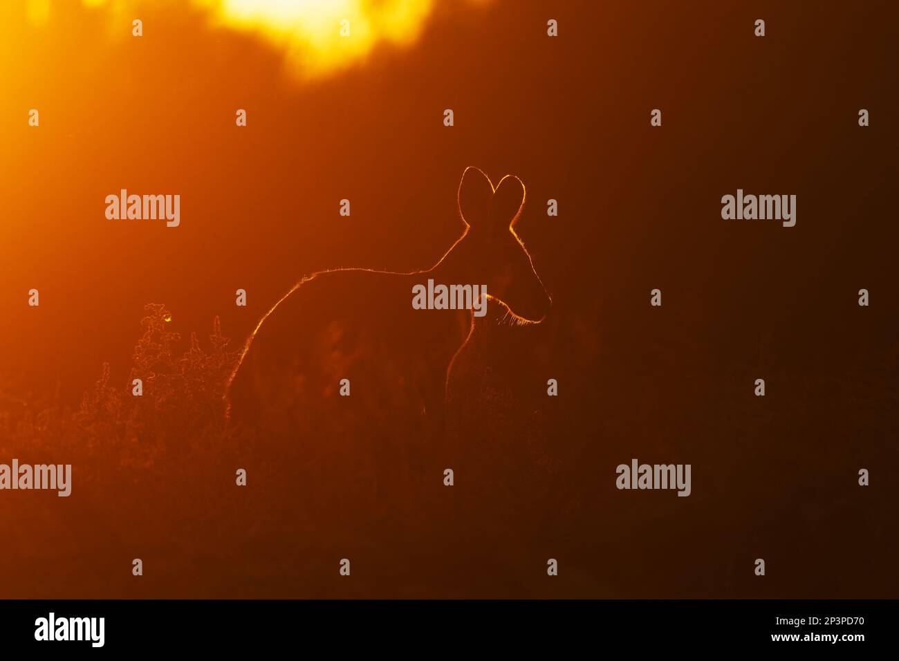 Common Wallaroo - Osphranter robustus also called euro or hill wallaroo ...