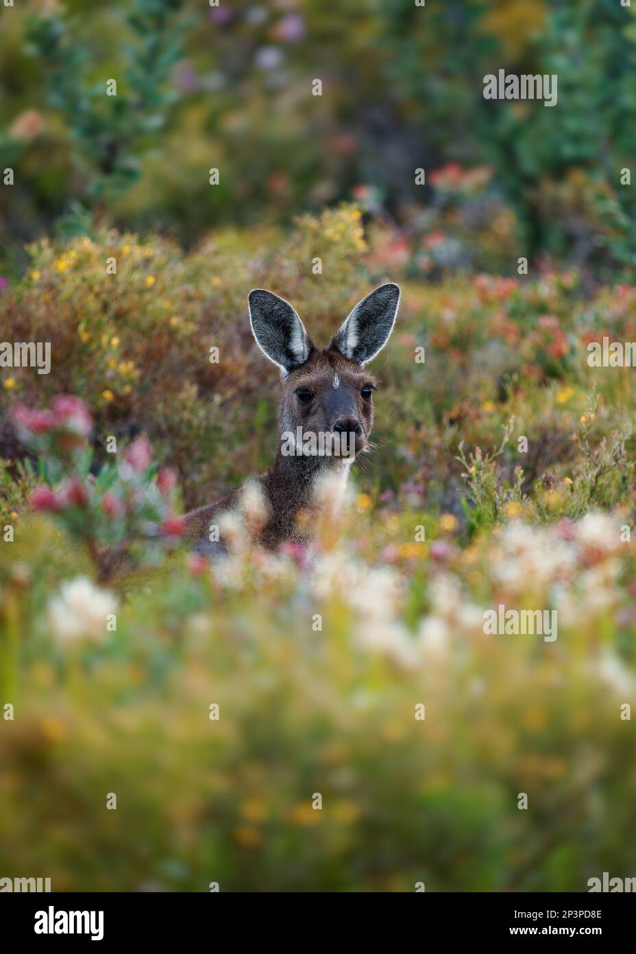 Western Grey Kangaroo - Macropus fuliginosus also giant or black-faced ...
