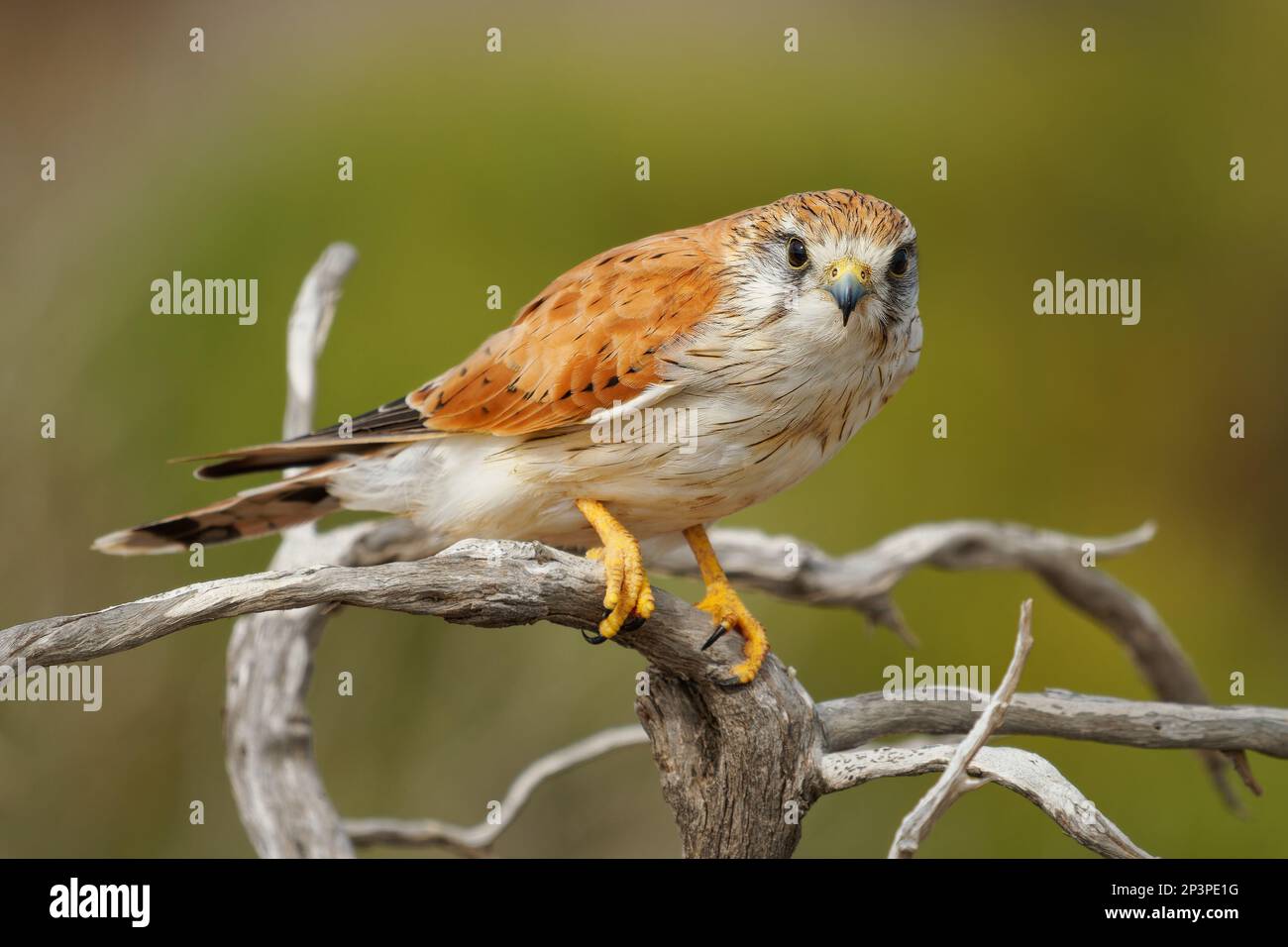 Nankeen Kestrel - Falco cenchroides also Australian kestrel, bird ...