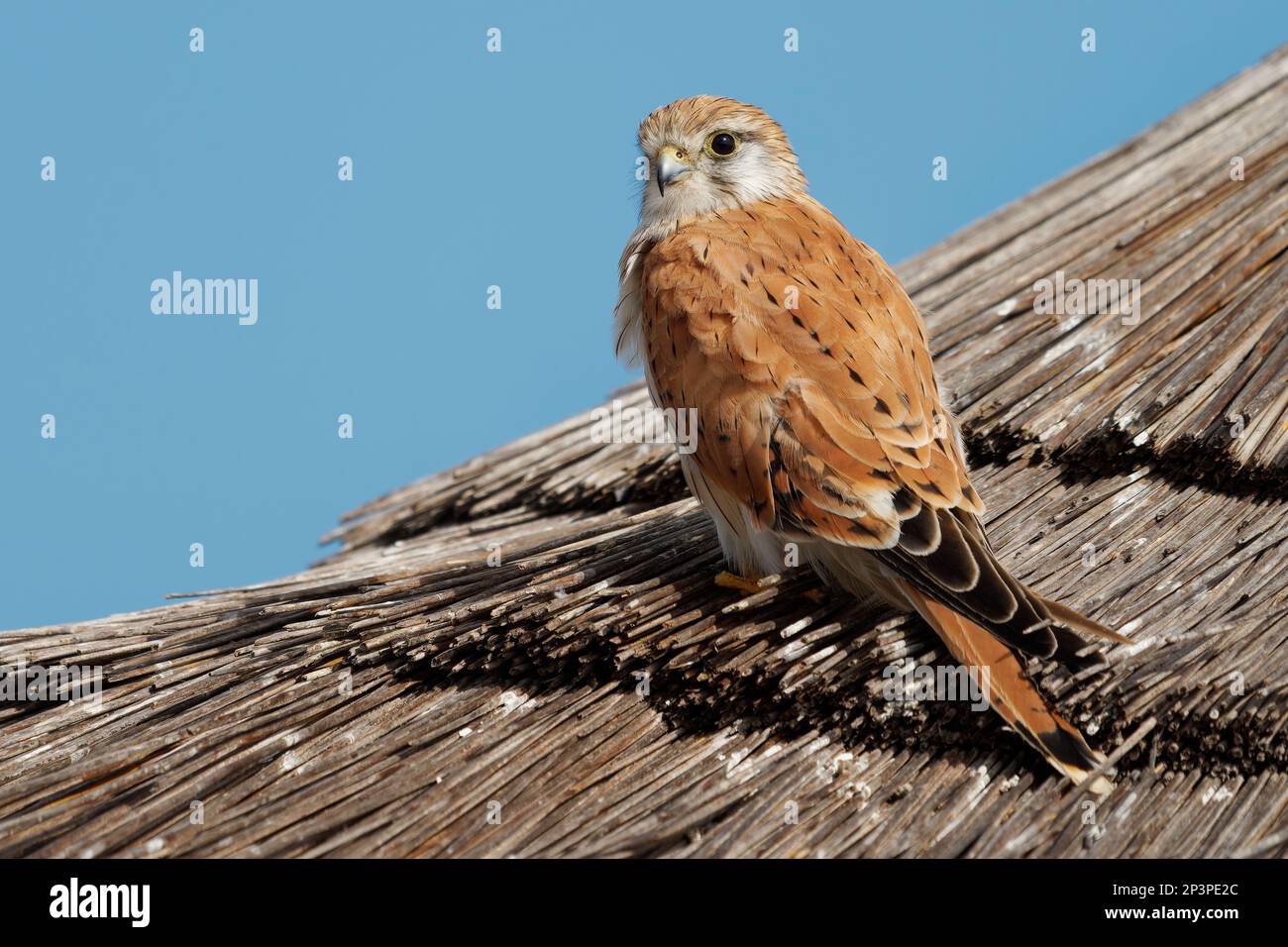 Australian kestrel hi-res stock photography and images - Alamy