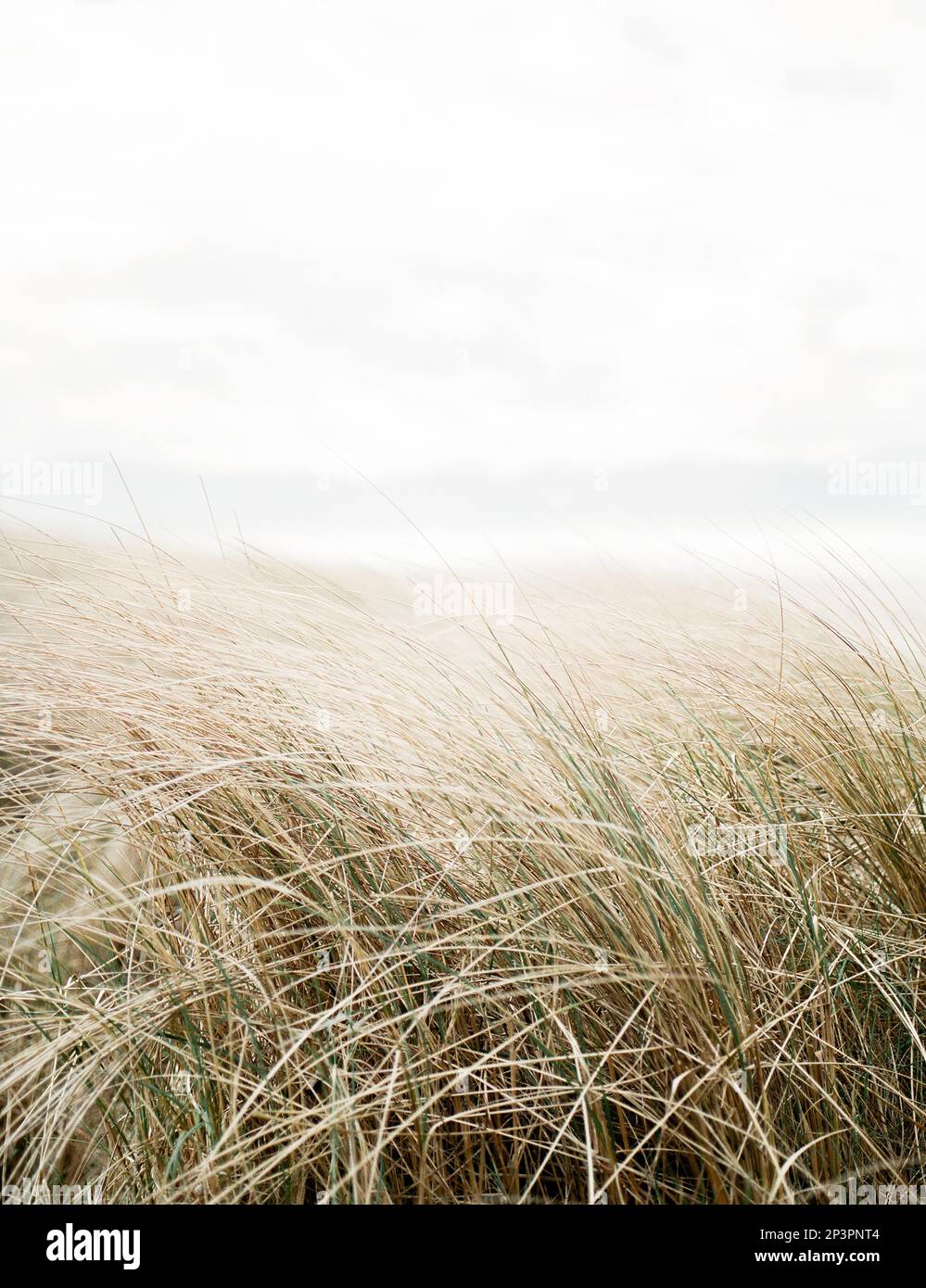 Beach Dune grass in the Netherlands Stock Photo - Alamy