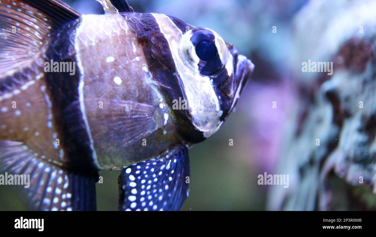 Terrestrial fish hi-res stock photography and images - Alamy
