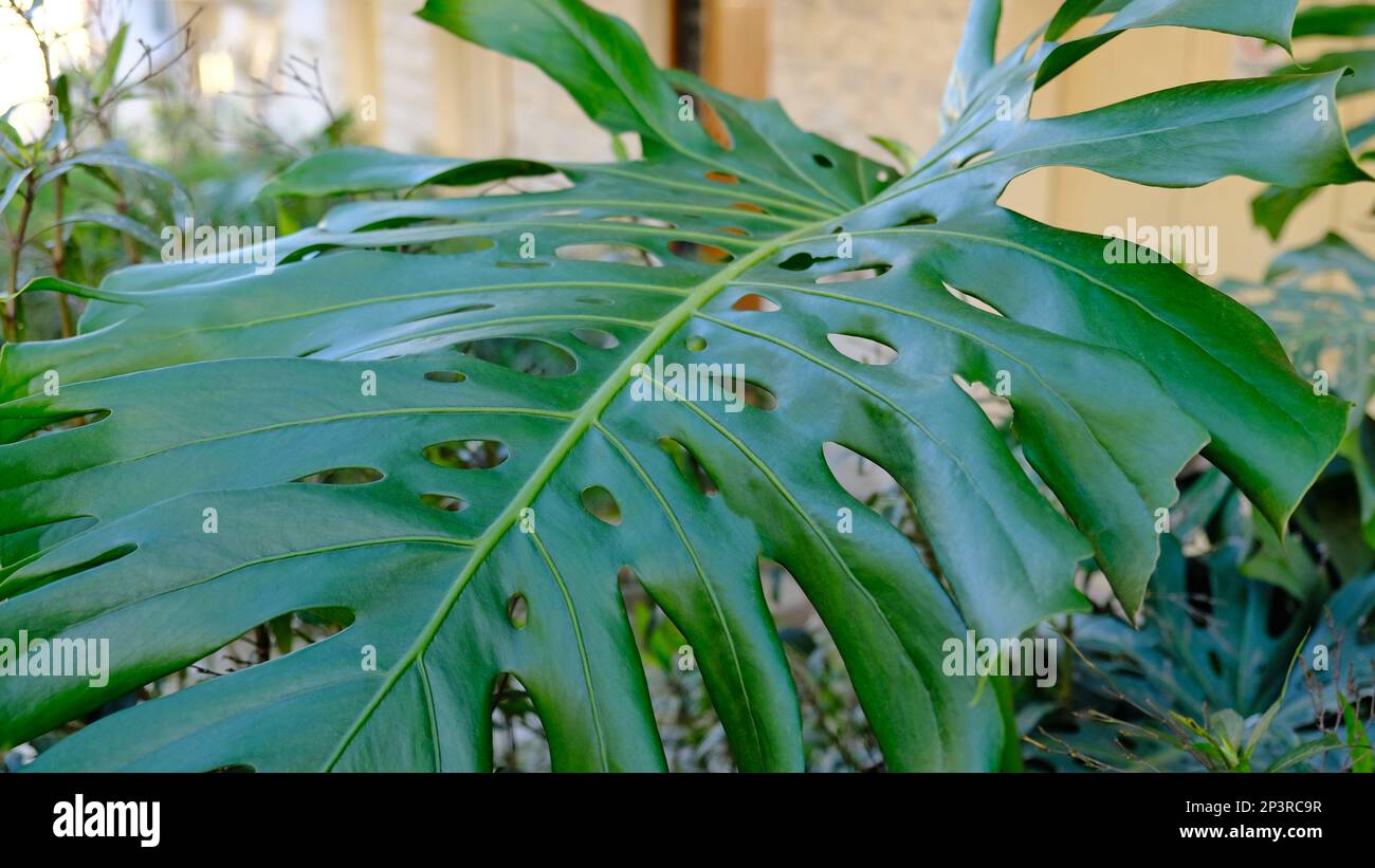 Green leaves of plant Monstera grows in wild climbing tree jungle ...