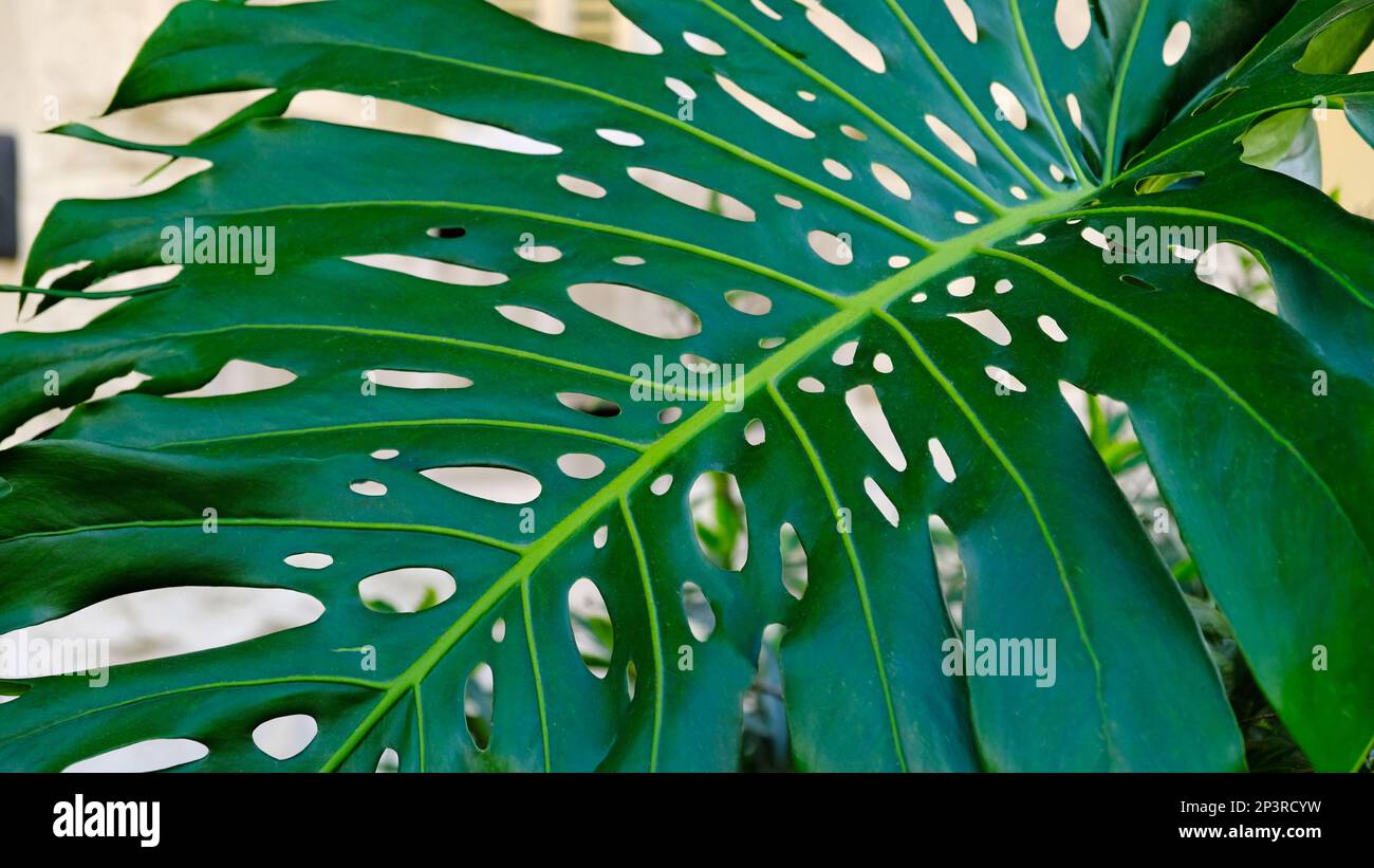Green leaves of plant Monstera grows in wild climbing tree jungle ...