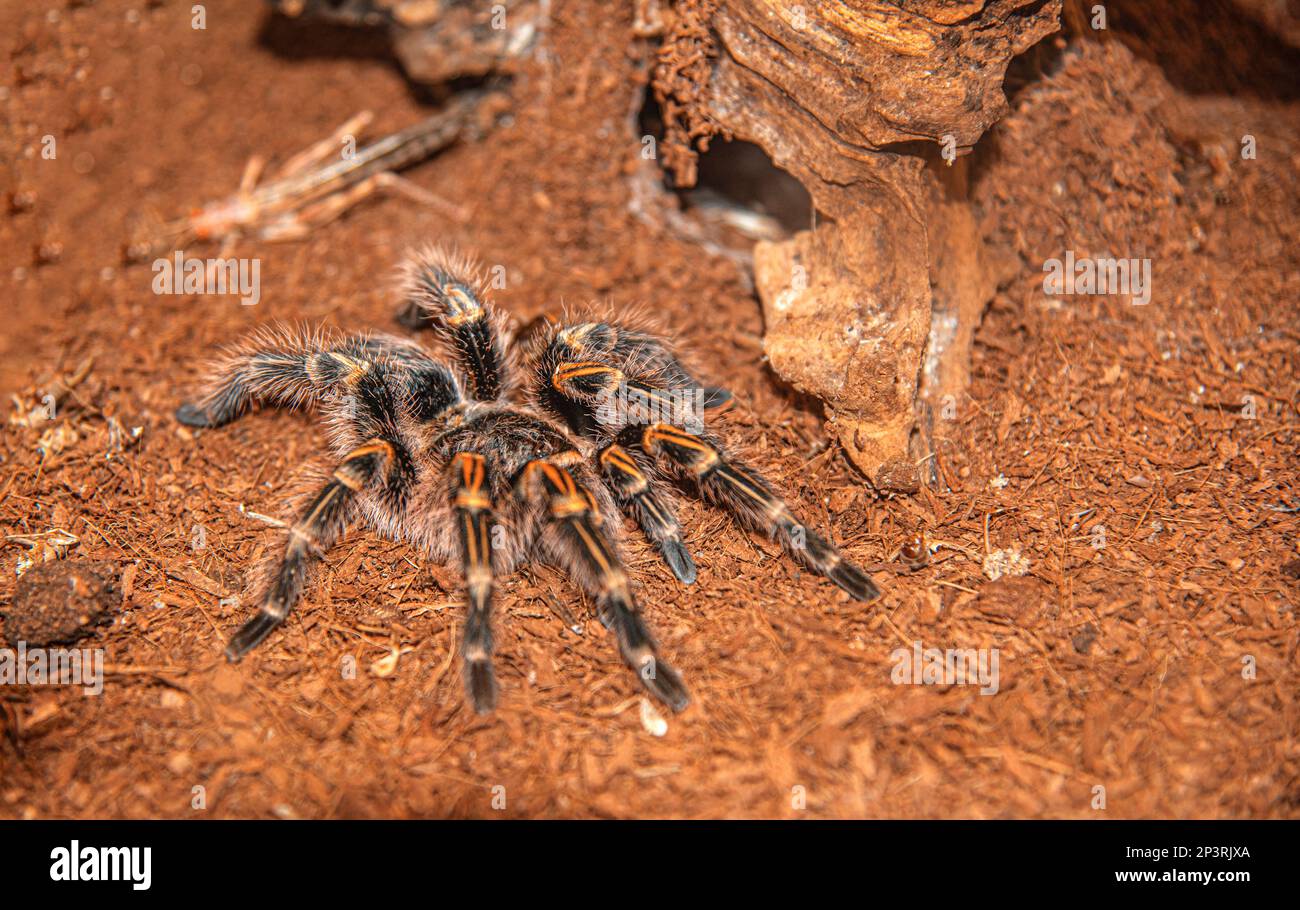 Tarantula spider or tarantula spider Stock Photo - Alamy