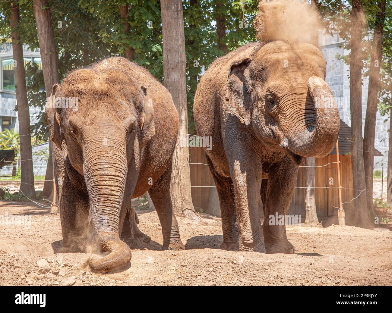 Exotic animals rights hi-res stock photography and images - Alamy