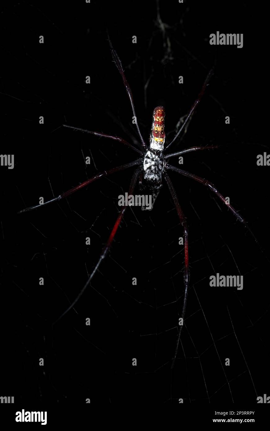 Red-legged Golden Orb-web Spider - Trichonephila inaurata, beautiful ...