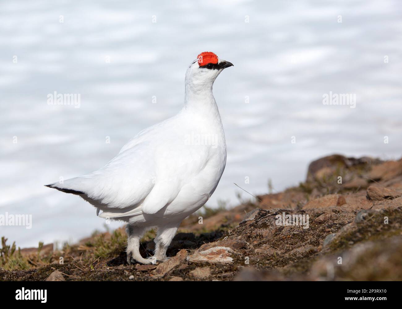 The close view of dove family bird with bright eyebrows up on Mount ...